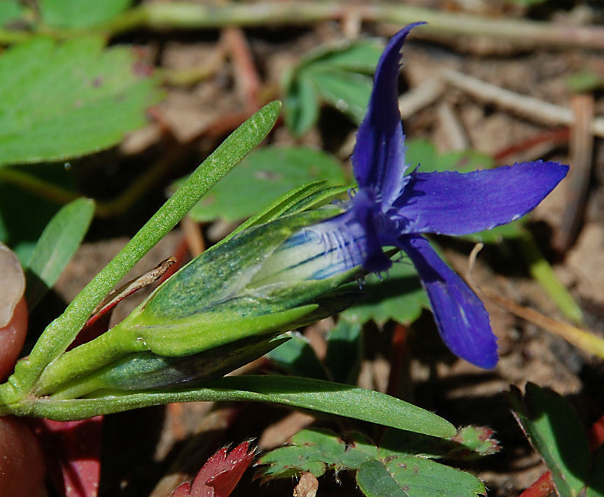 perennial fringed gentian (Denver-Boulder Metro Area: Pink, Purple ...
