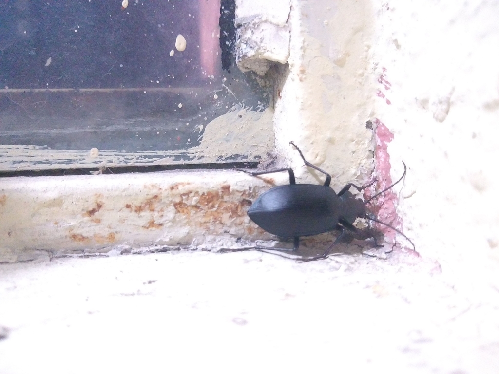 Calosoma angulatum from Tacubaya on August 05, 2020 at 11:08 PM by Elio ...