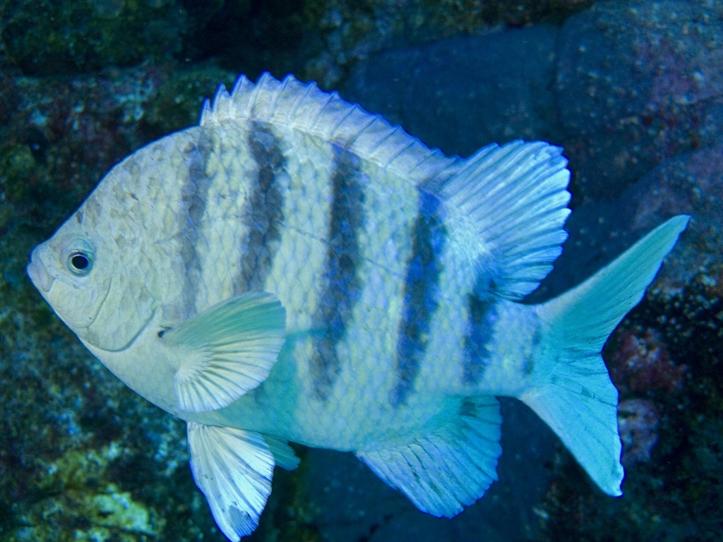 Atlantic Sergeant Major (Abudefduf saxatilis) - Marine Life Identification
