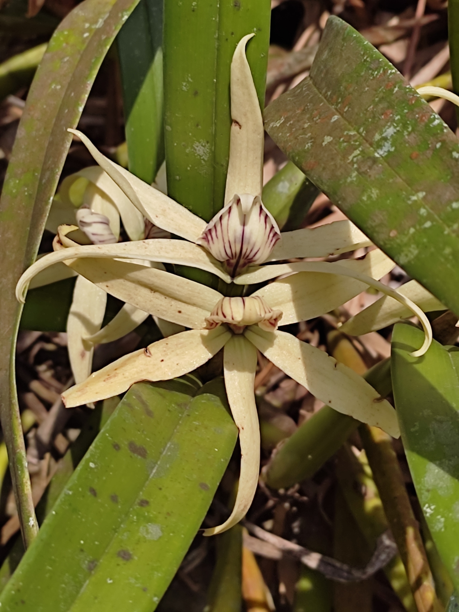 Prosthechea baculus (Rchb.f.) W.E.Higgins