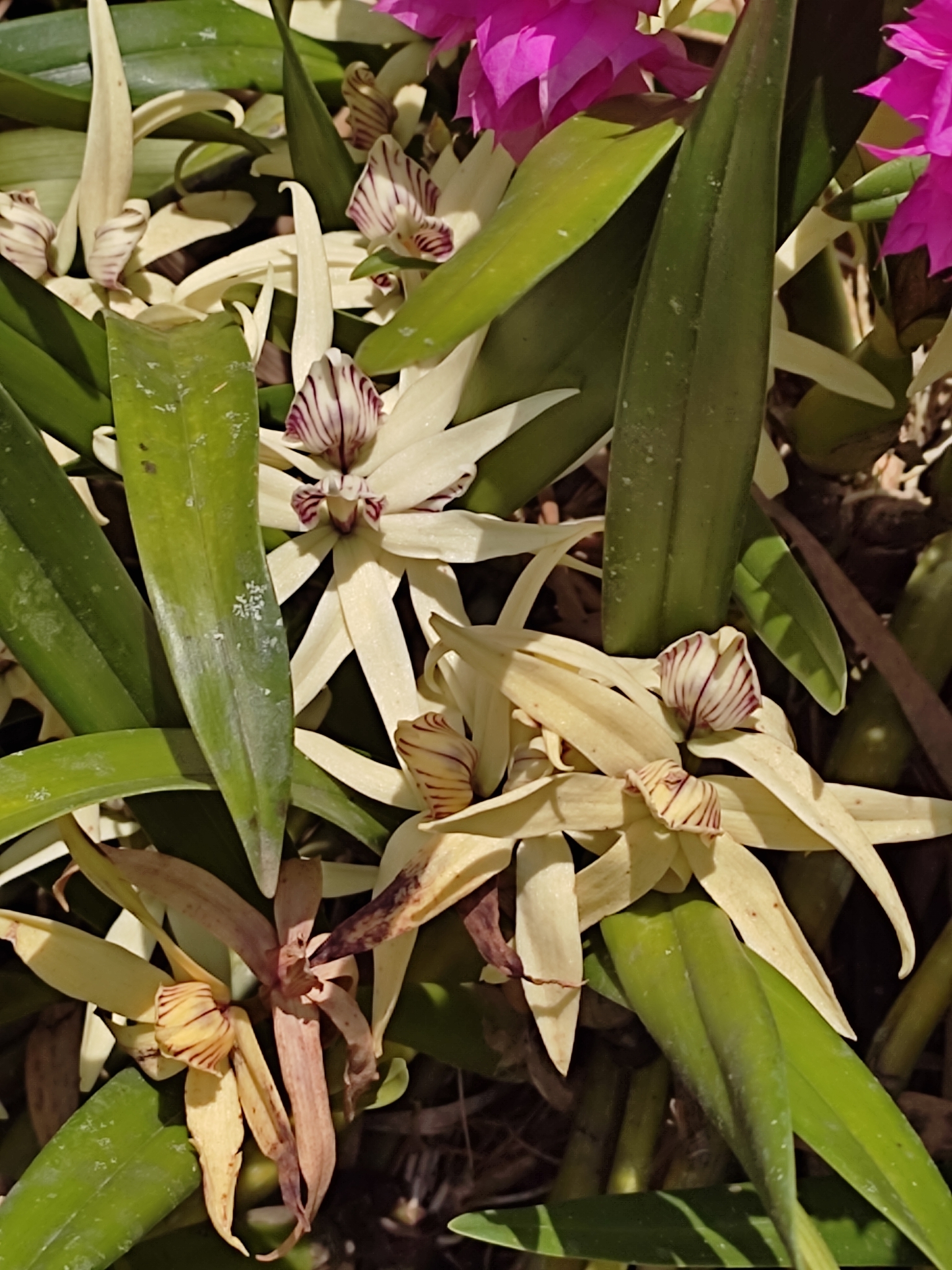 Prosthechea baculus (Rchb.f.) W.E.Higgins