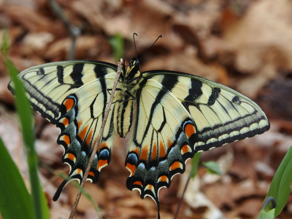Appalachian Tiger Swallowtail from 1300 Staton Road, Cedar Mountain, NC ...