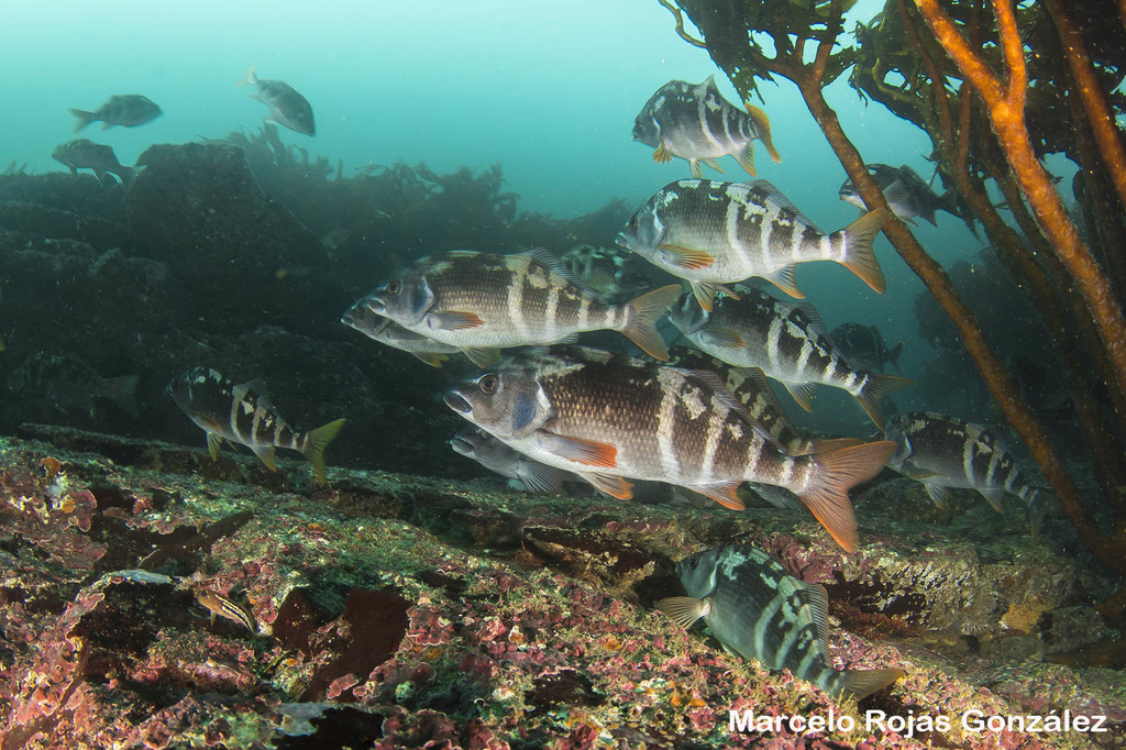 Peruvian morwong (Chirodactylus variegatus) - Marine Life Identification