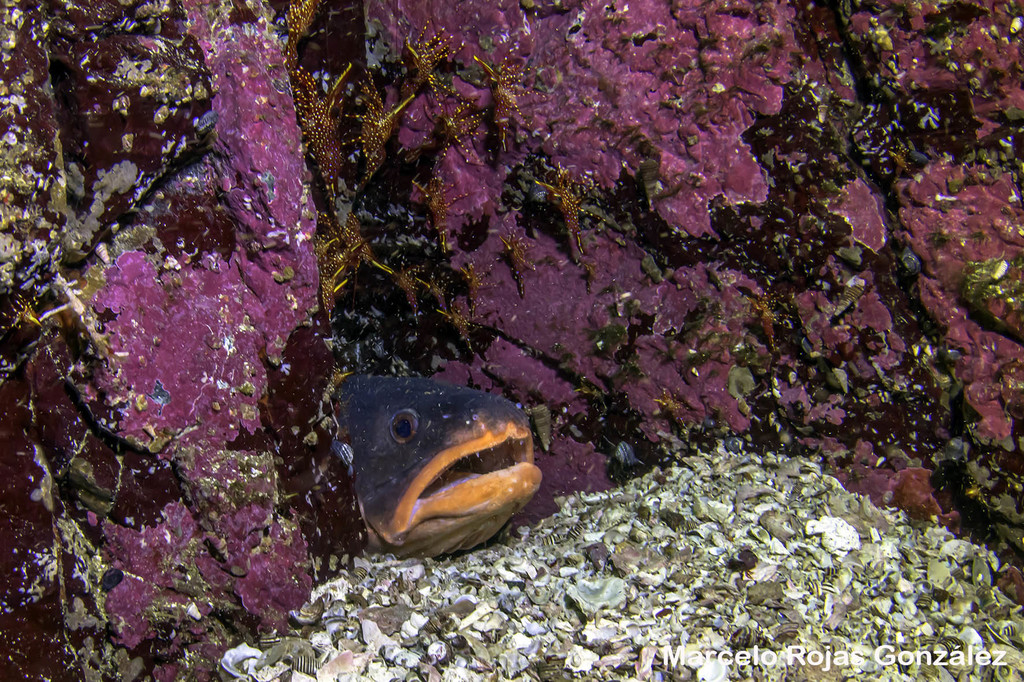Red Cusk-eel from Huasco, CL-AT, CL on December 15, 2020 at 12:05 PM by ...