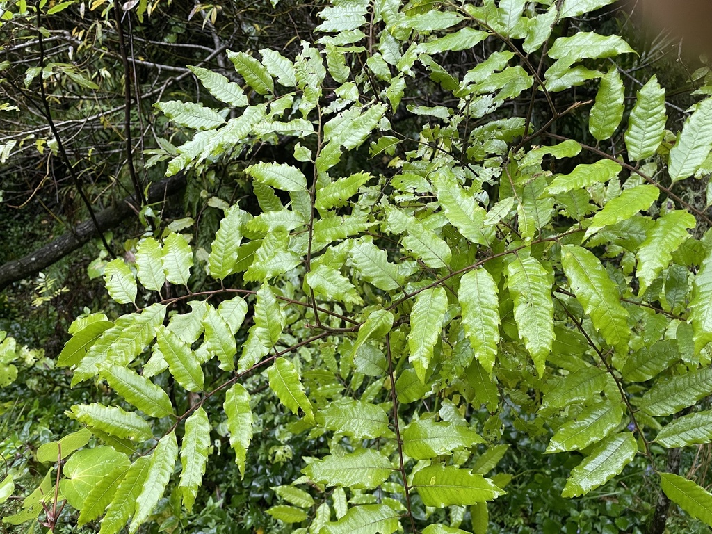 Tītoki from State Highway 2, Tangoio, Hawke's Bay, NZ on May 13, 2021 ...