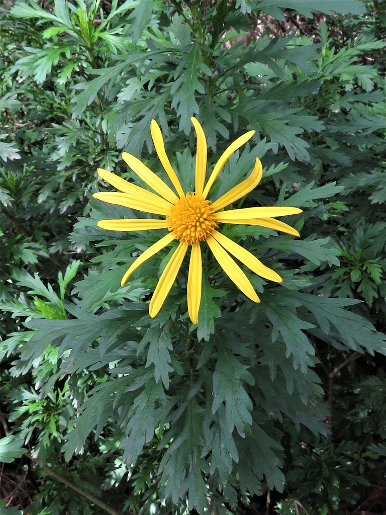Paris Daisy from Hampton State Forest on May 12, 2021 at 01:26 PM by ...
