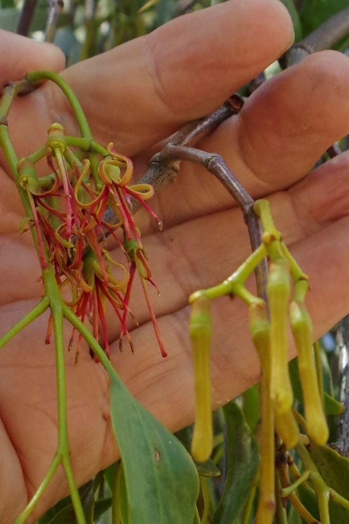 Box Mistletoe from Bundure NSW 2700, Australia on February 10, 2021 at ...