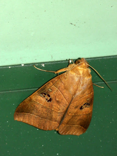 Thyas coronata from North, SG on October 19, 2014 at 01:18 AM by ...