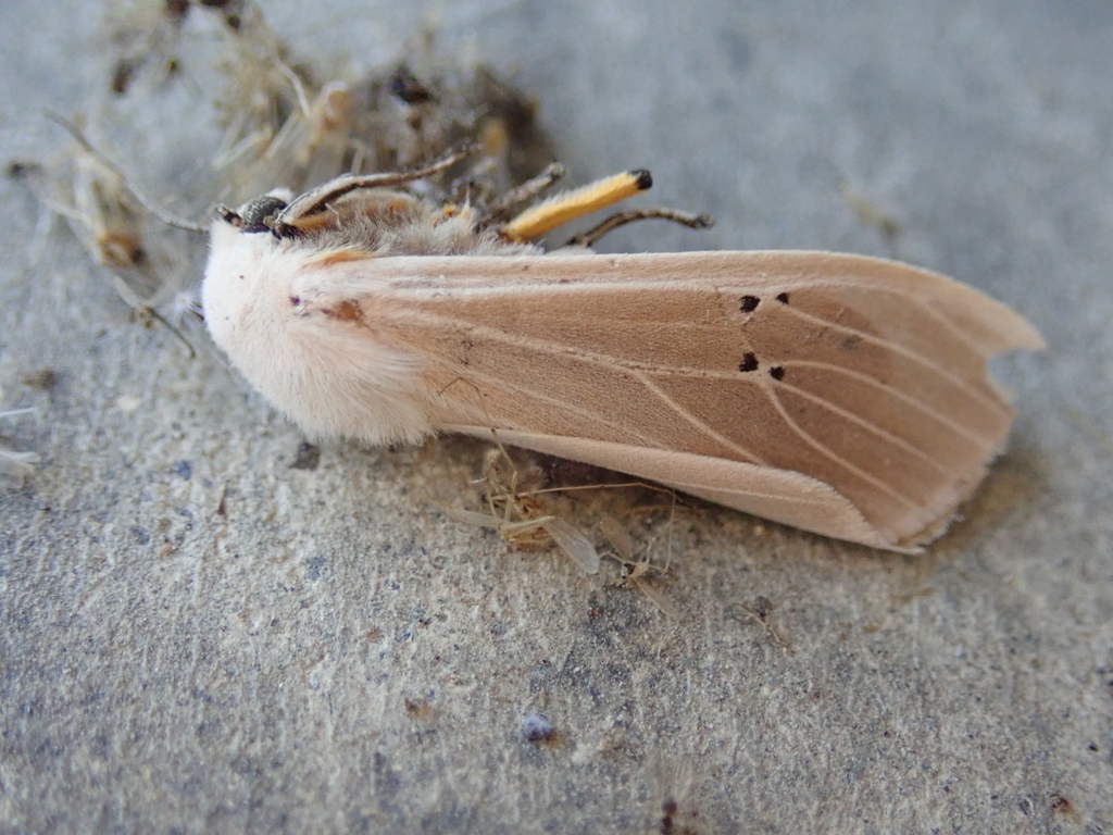 Clouded Tiger Moth from 台灣台東縣 on March 19, 2021 at 01:09 PM by Max ...