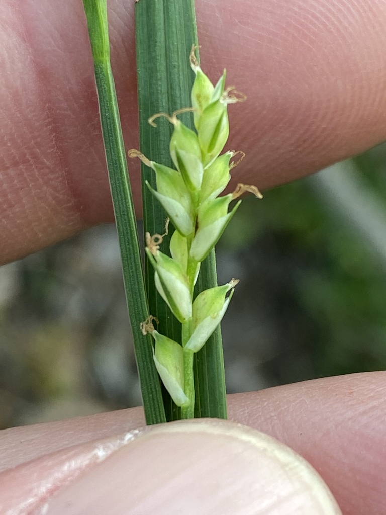 Lined Sedge from Crossville, TN, US on May 7, 2021 at 06:00 PM by ...