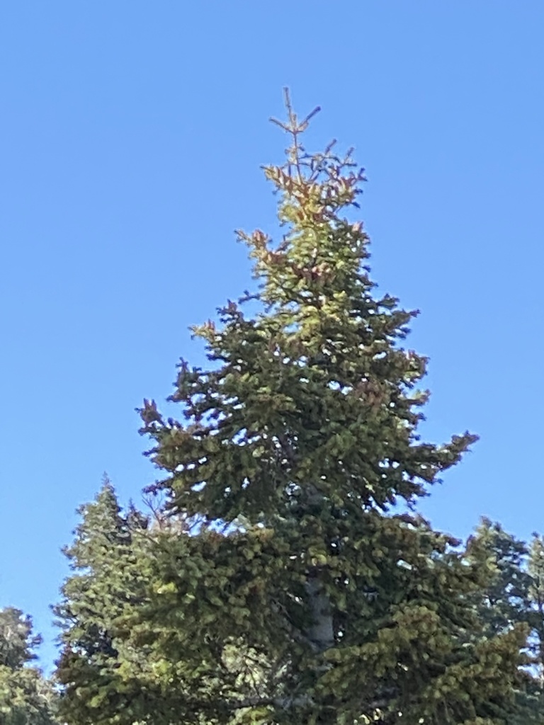 white fir from Humboldt-Toiyabe National Forest, Las Vegas, NV, US on ...