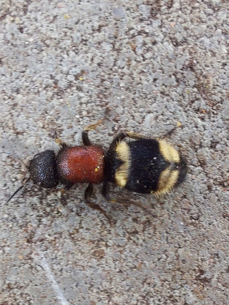 Large Velvet Ant in May 2021 by Andres · iNaturalist
