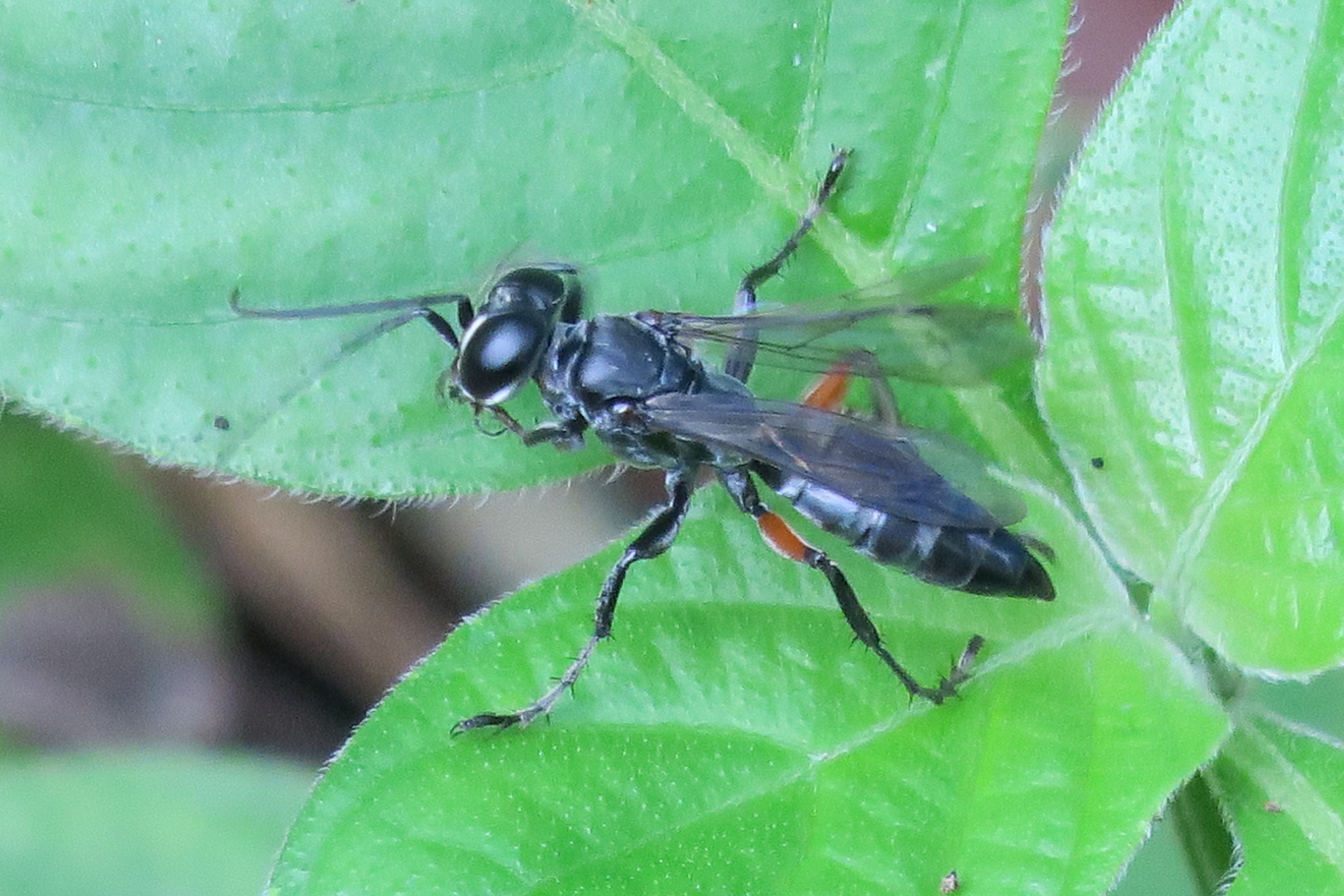 Liris subtessellatus (F.Smith, 1856)