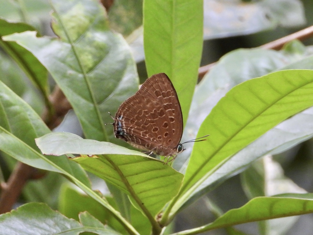 Green Oakblue from mandai track 7 on May 13, 2021 at 02:50 PM by ...