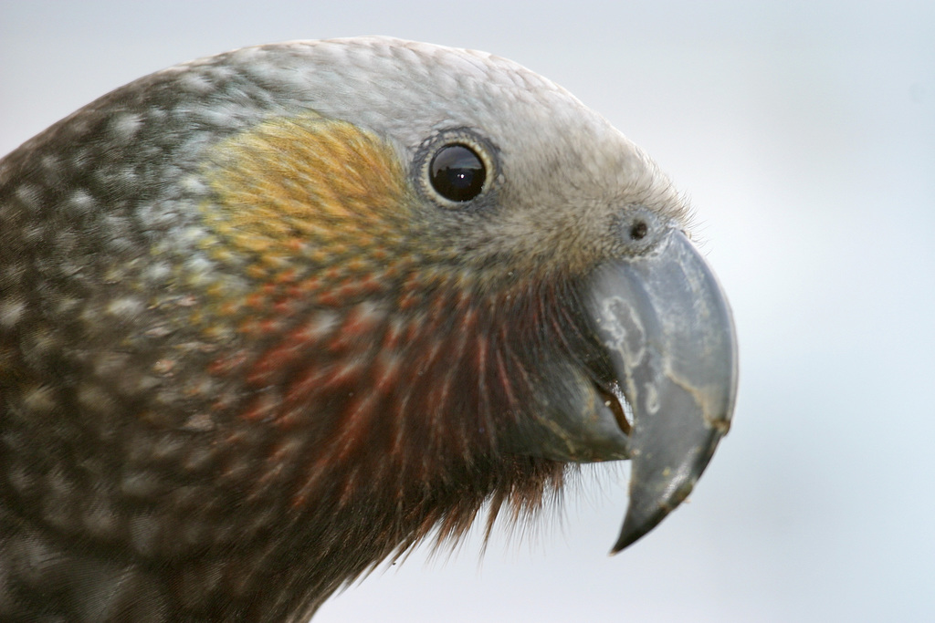 New Zealand Parrots (Strigopidae) - Avian Discovery