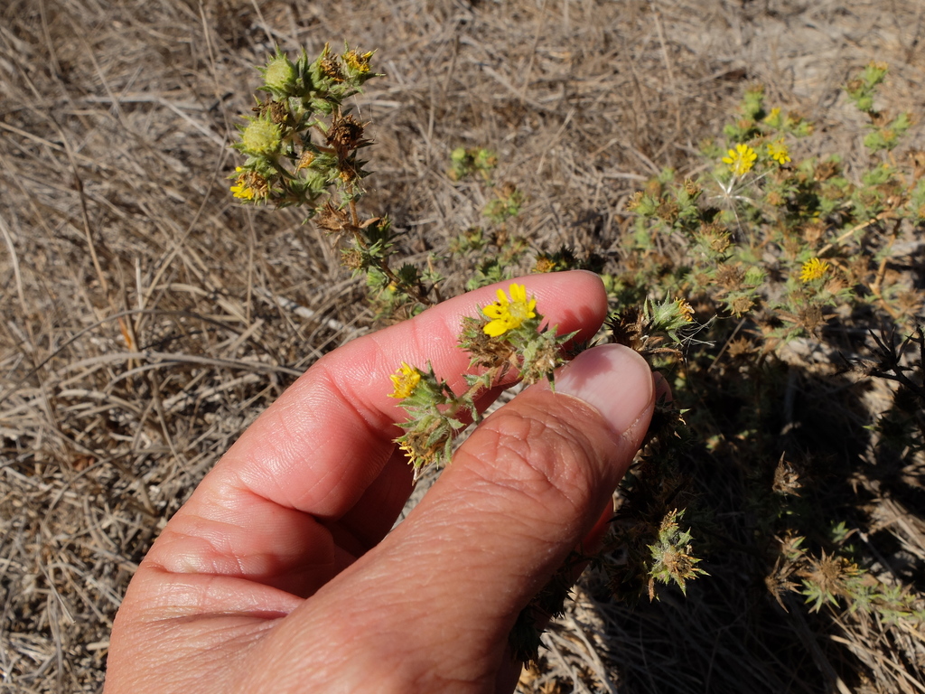 Pappose Tarweed (Centromadia parryi) - Botanical Realm