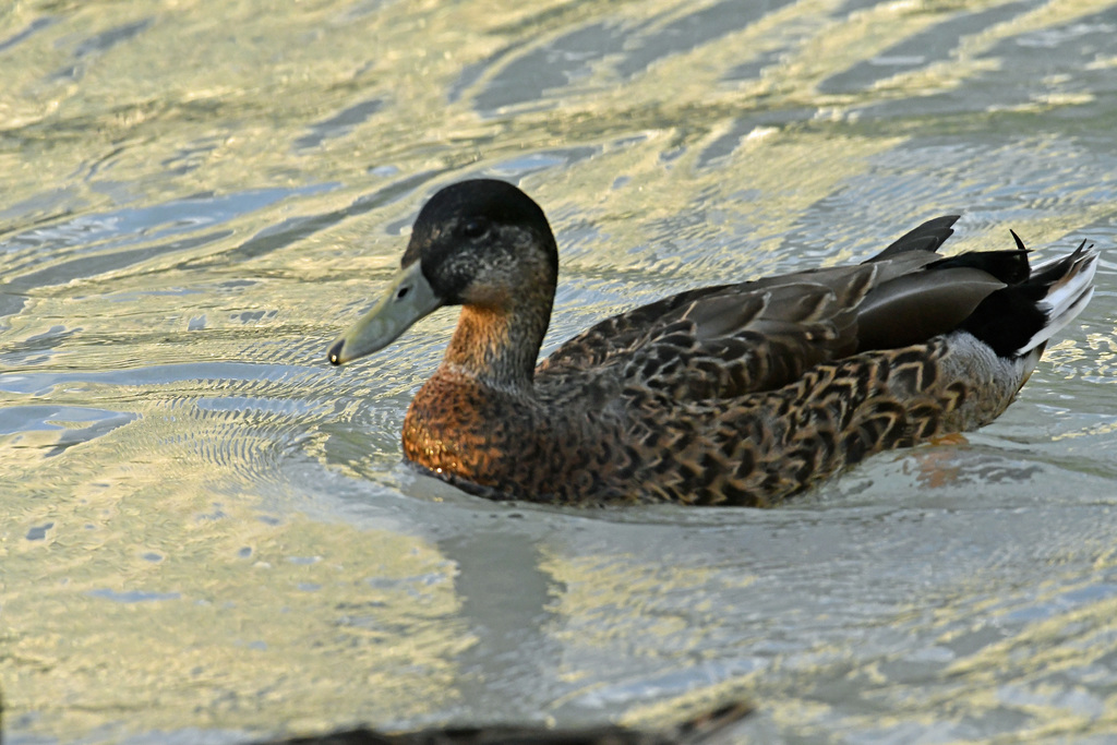 Mallard × Hawaiian Duck from Waikiki, Honolulu, HI 96815, USA on March ...