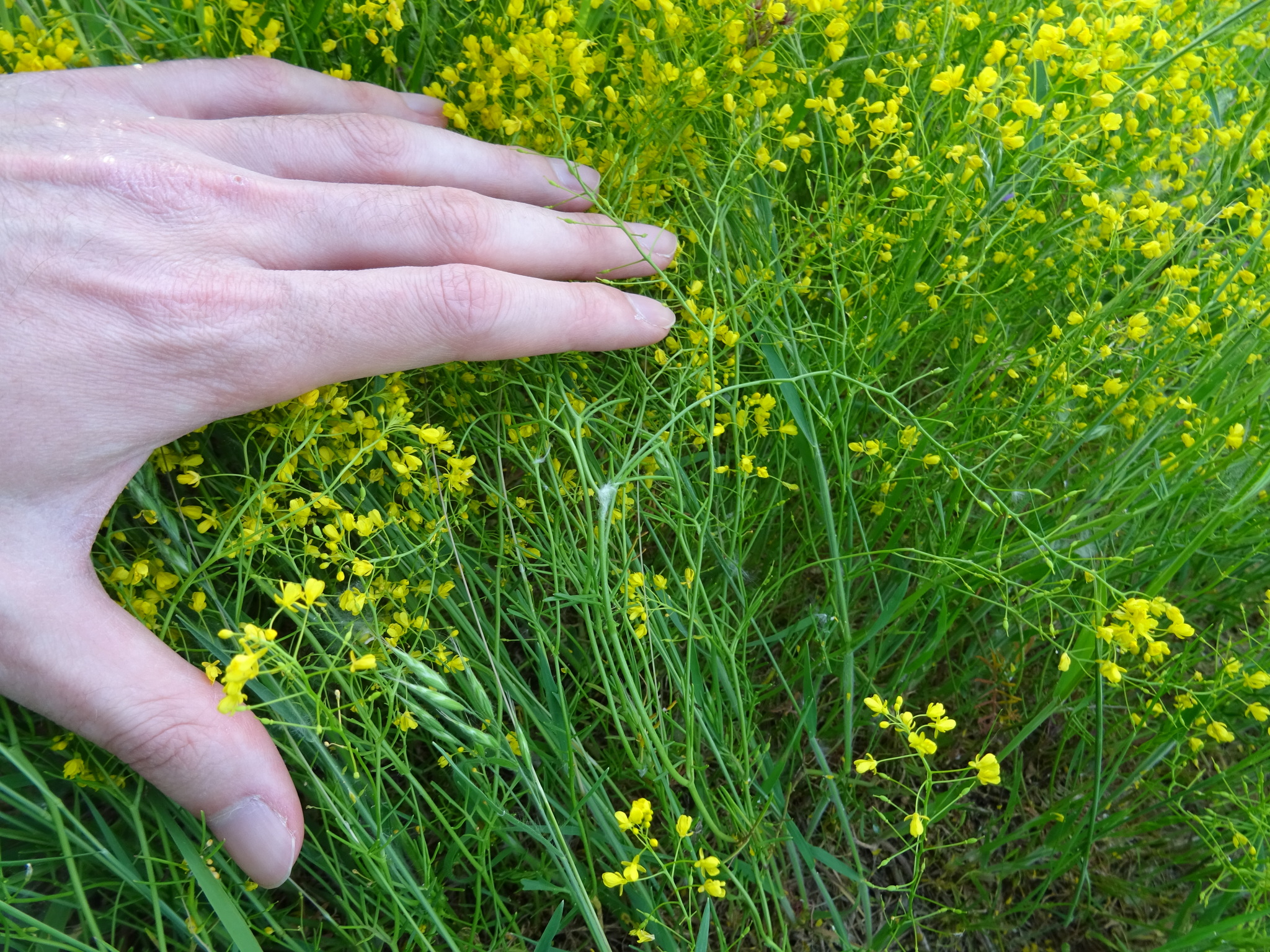 Rorippa pyrenaica (L.) Rchb.