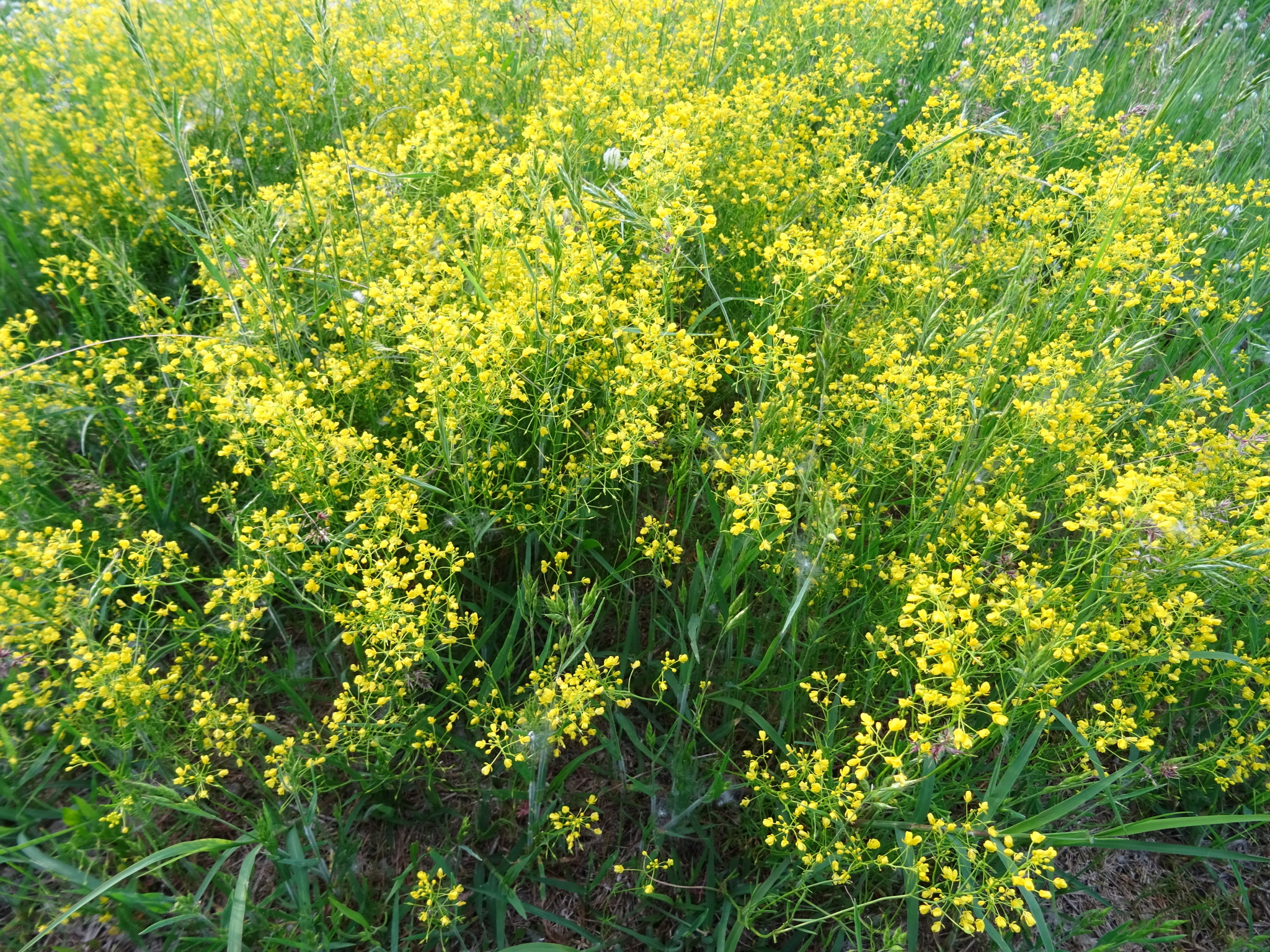 Rorippa pyrenaica (L.) Rchb.