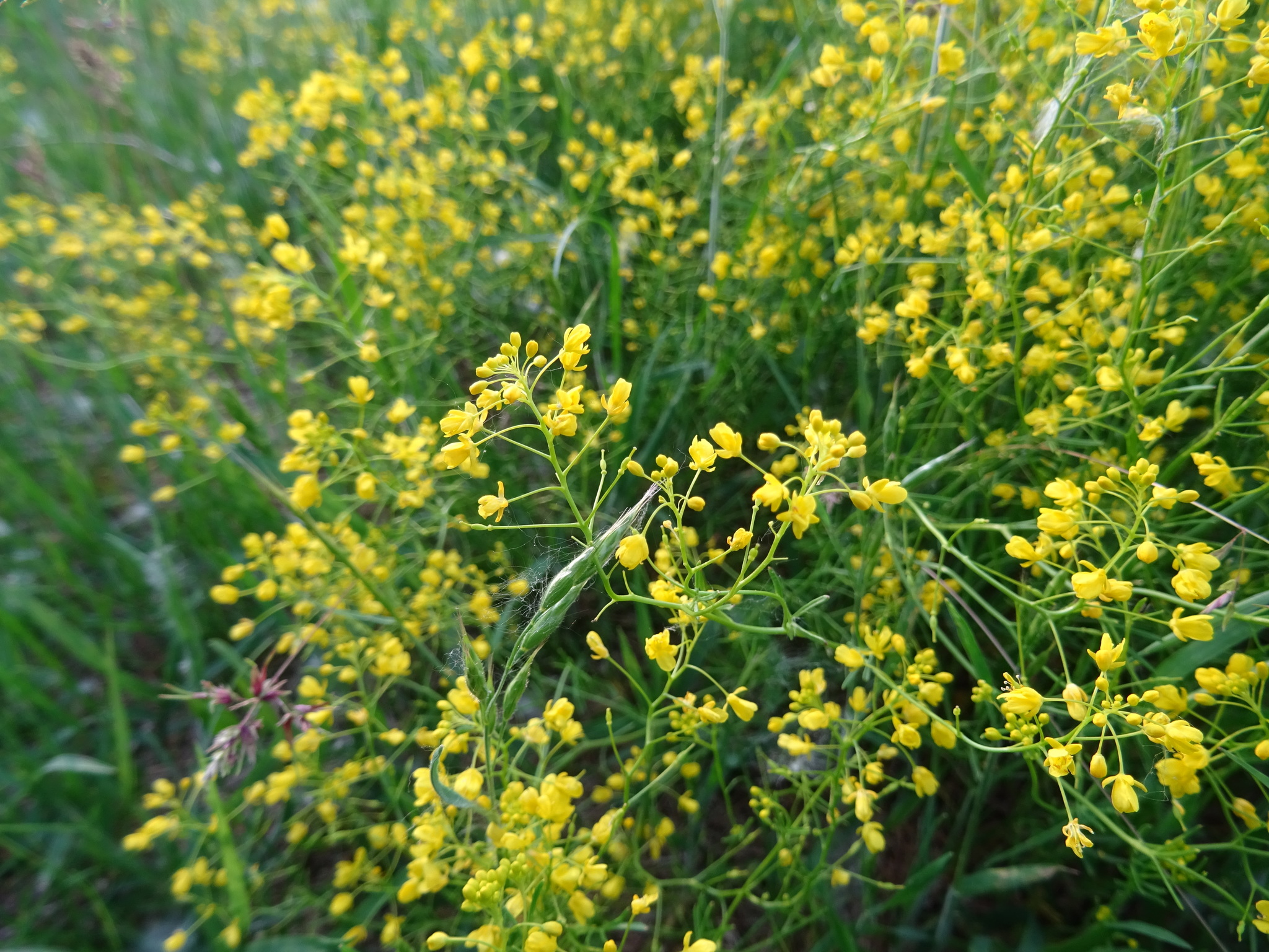 Rorippa pyrenaica (L.) Rchb.