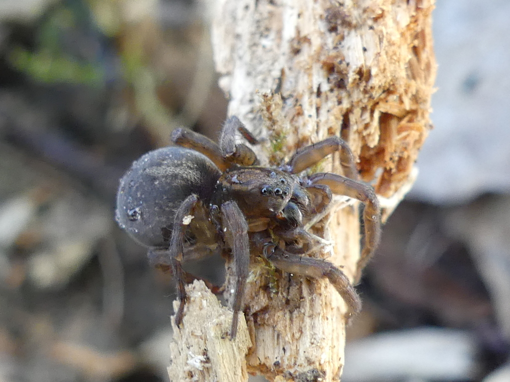 Wolf Spiders from Gloucester, Ottawa, ON, Canada on May 12, 2021 at 04: ...