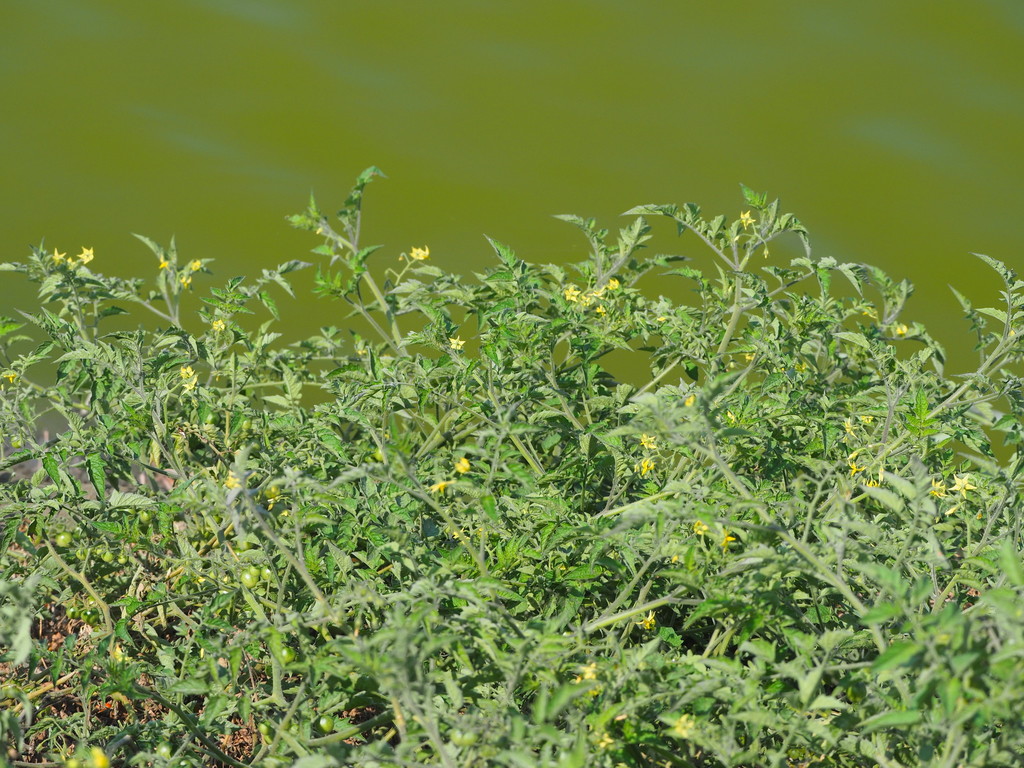 cherry tomato (Solanum lycopersicum cerasiforme) - Botanical Realm