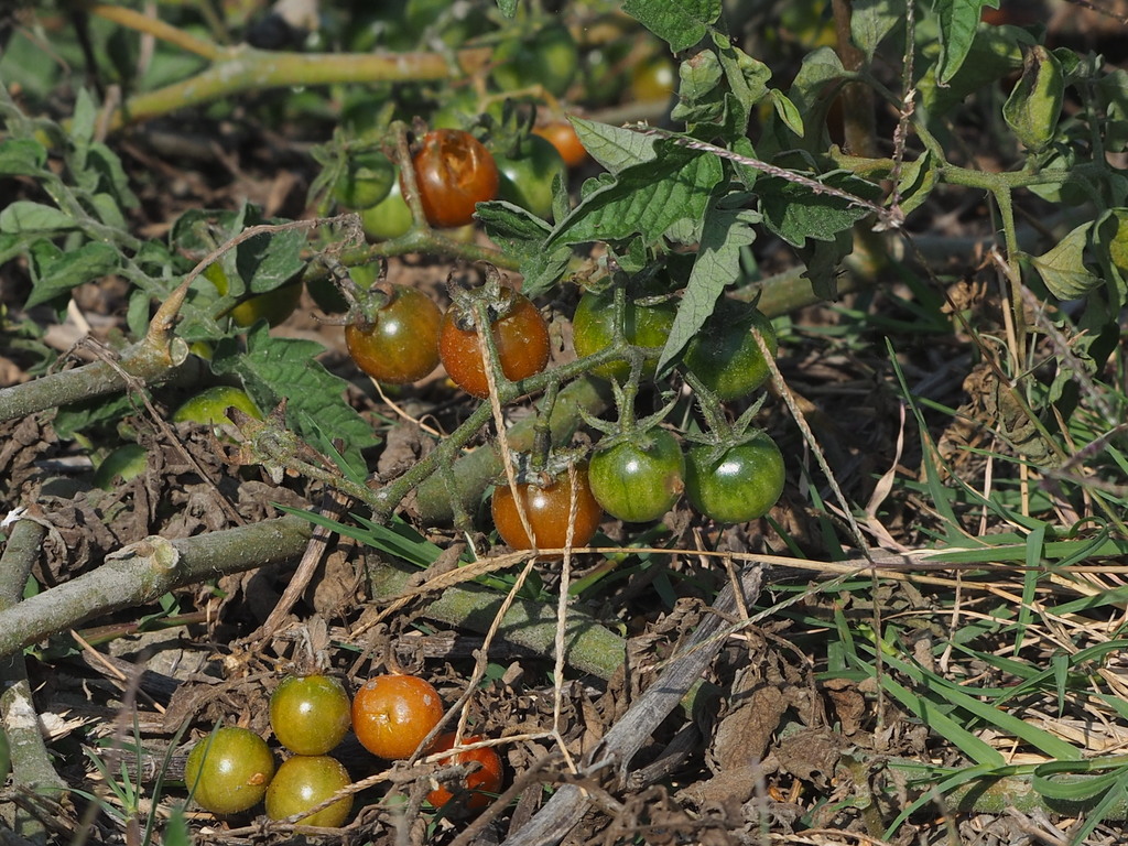 cherry tomato (Solanum lycopersicum cerasiforme) - Botanical Realm
