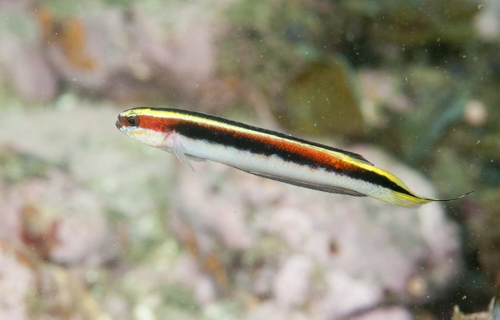Eastern Hulafish from "Bushranger's Bay, Bass Point, NSW, Australia" on ...
