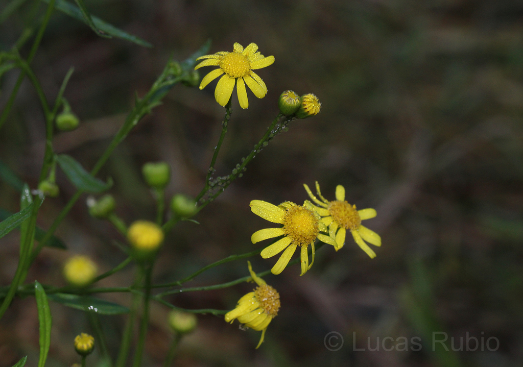 Madagascar Ragwort (Mbuluzi Flowers - Yellow) · iNaturalist