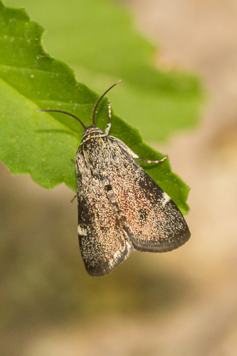 Genus Heliothelopsis · iNaturalist