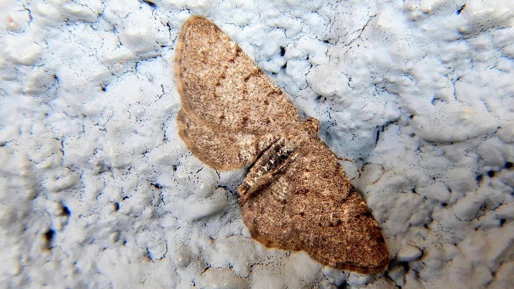 Four-barred Gray from Lake County, MN, USA on May 13, 2021 at 08:11 AM ...