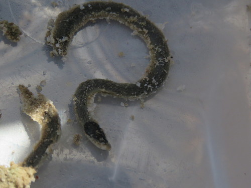 Gould's Hooded Snake (Suta gouldii) - Snakes and Lizards