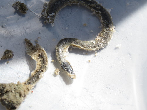 Gould's Hooded Snake (Suta gouldii) - Snakes and Lizards