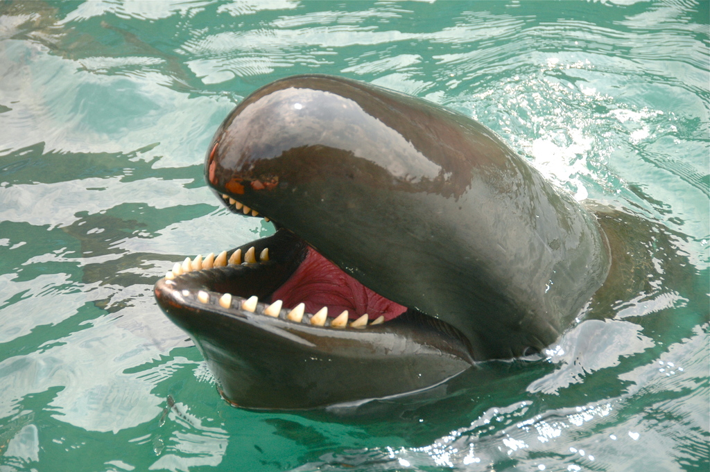 Toothed Whales (Odontoceti) - Know Your Mammals