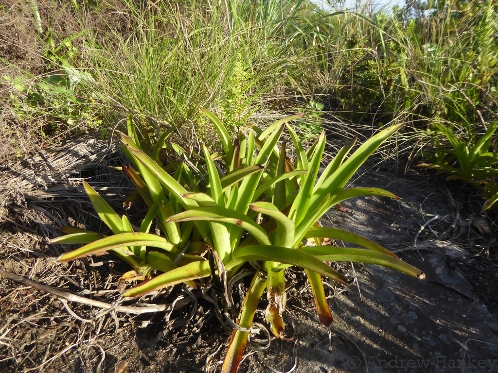 (Cyanotis robusta) - Botanical Realm