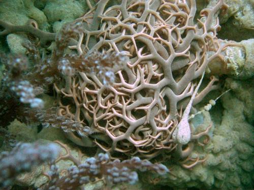 Indo-Australian Basket Star (Astroboa ernae) · iNaturalist