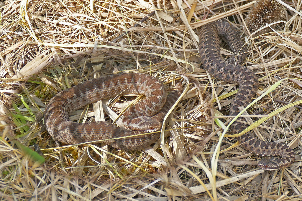 Adder in July 2017 by amadan_too. Montage of 2 individuals, both ...