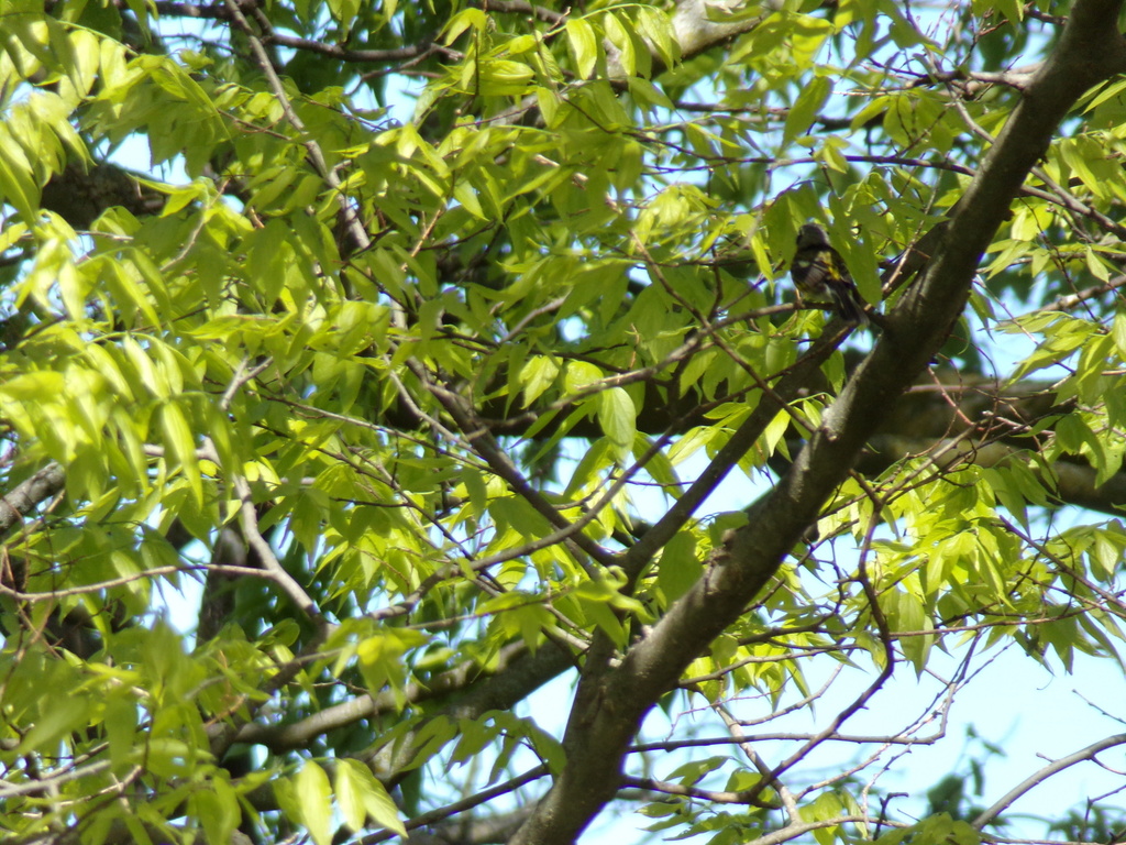 Magnolia Warbler from Crystal Lake Park, Urbana, IL, US on May 13, 2021 ...