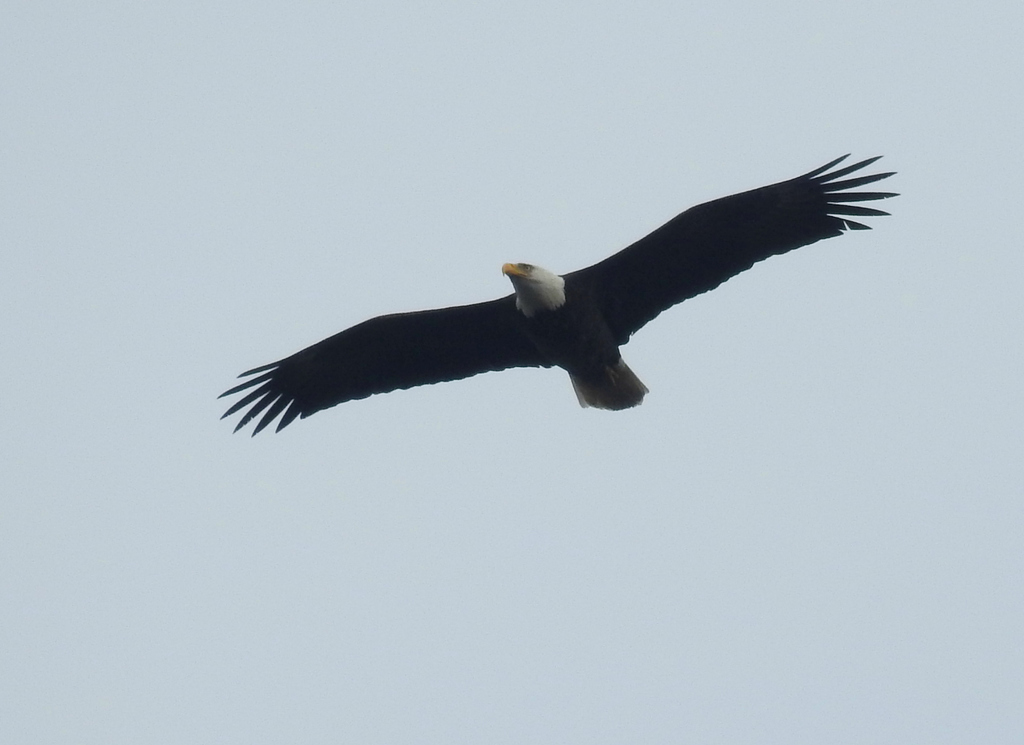 Bald Eagle from Hamilton--Royal Botanical Gardens (Pinetum Trail field ...