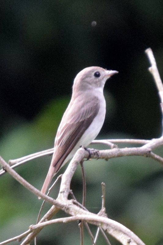 Asian Brown Flycatcher (Birds of Singapore) · iNaturalist