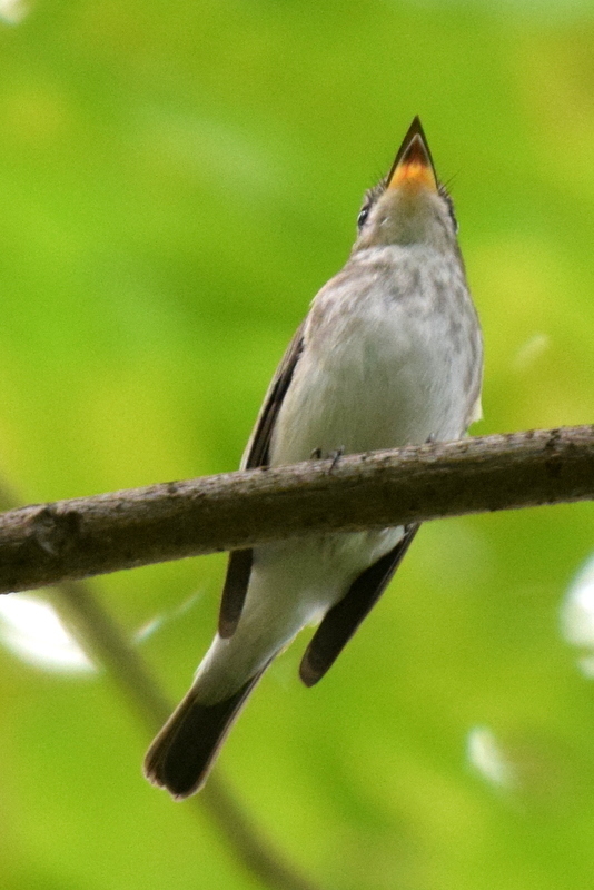 Asian Brown Flycatcher (Birds of Singapore) · iNaturalist