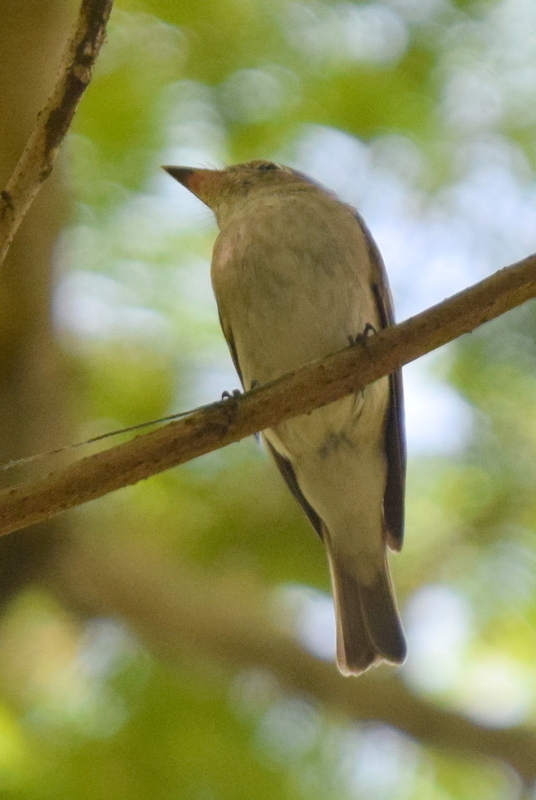 Asian Brown Flycatcher (Birds of Singapore) · iNaturalist