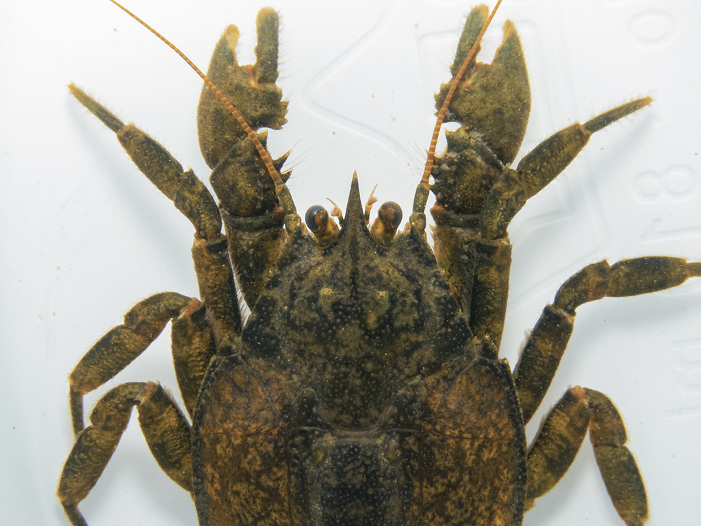 Aegla concepcionensis in May 2021 by Claudio Maureira · iNaturalist