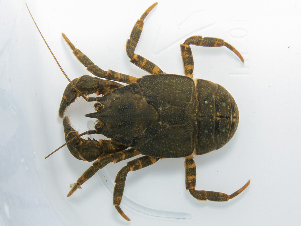 Aegla concepcionensis in May 2021 by Claudio Maureira · iNaturalist