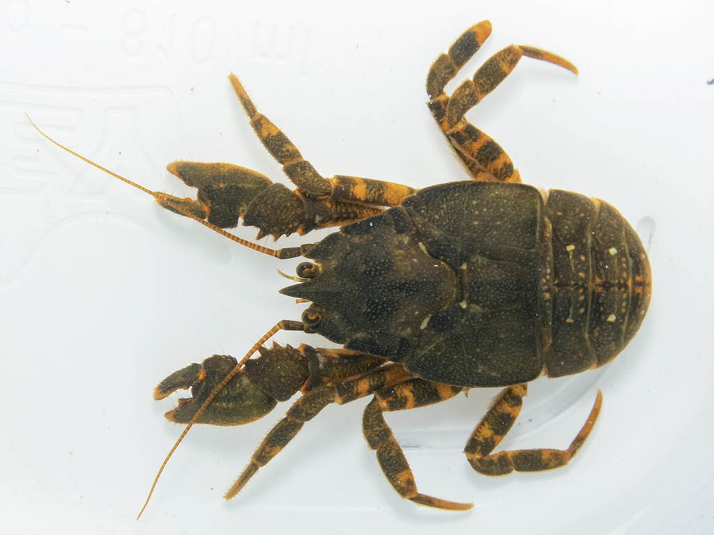 Aegla concepcionensis in May 2021 by Claudio Maureira · iNaturalist