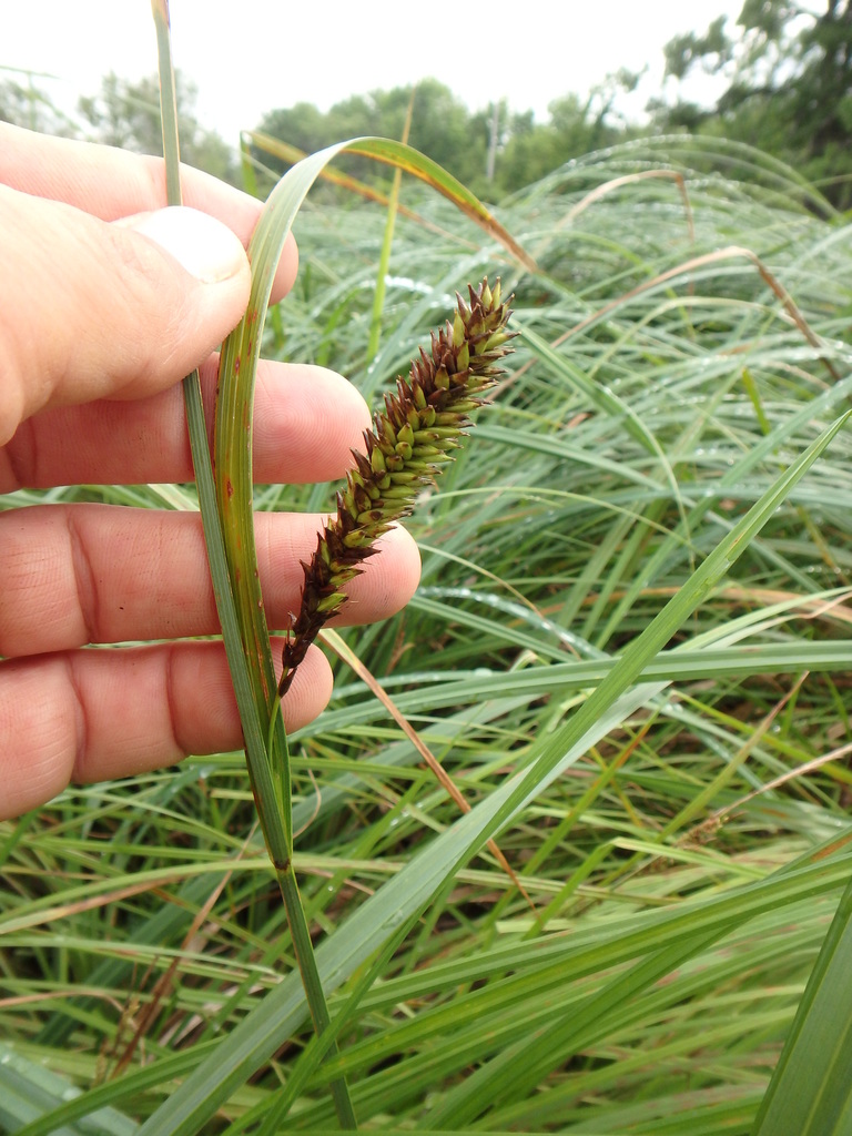 lake sedge from North Philipsburg, PA 16866, USA on June 23, 2016 at 09 ...