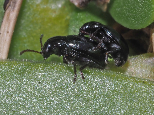 Neocrepidodera nigritula · iNaturalist