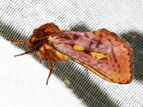 Antihepialus antarcticus · Naturalista Costa Rica