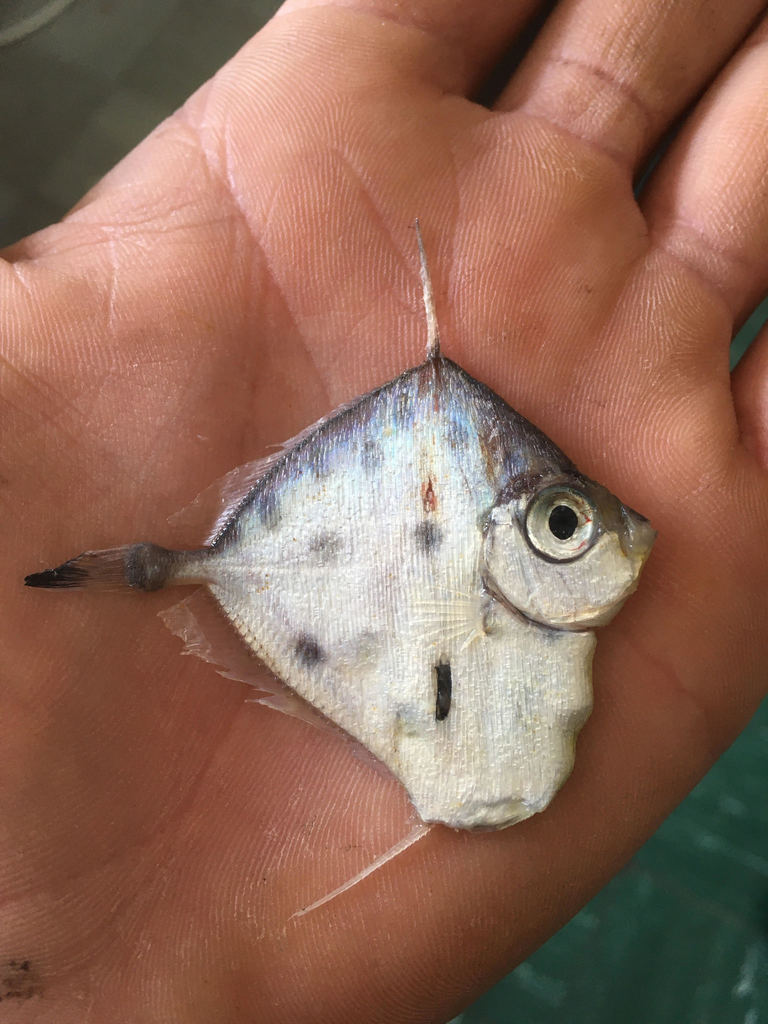 Dories (Zeiformes) - Marine Life Identification