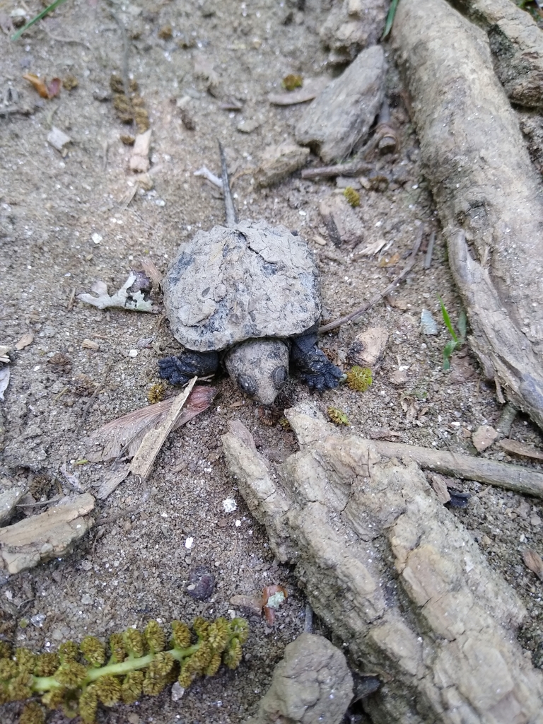 Common Snapping Turtle from Newark, DE, USA on May 13, 2021 at 06:30 PM ...